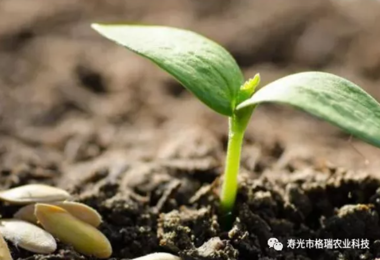 作物根系非常重要根系生长三要素解析 山东中农格瑞农业集团有限公司