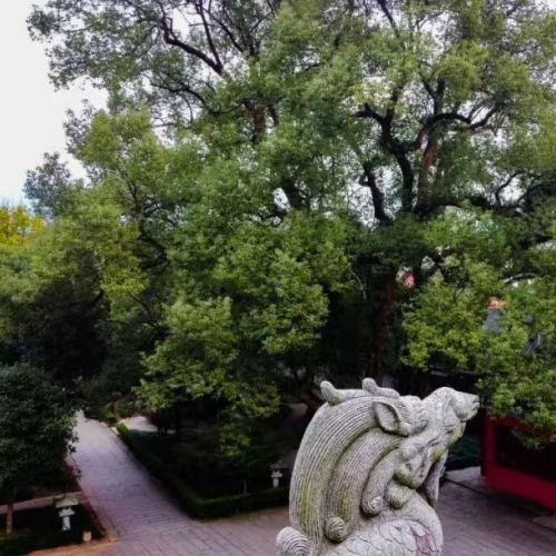 建个道家三清祖师殿需要多少钱 修建道家三清祖师殿需要多少资金 建观网