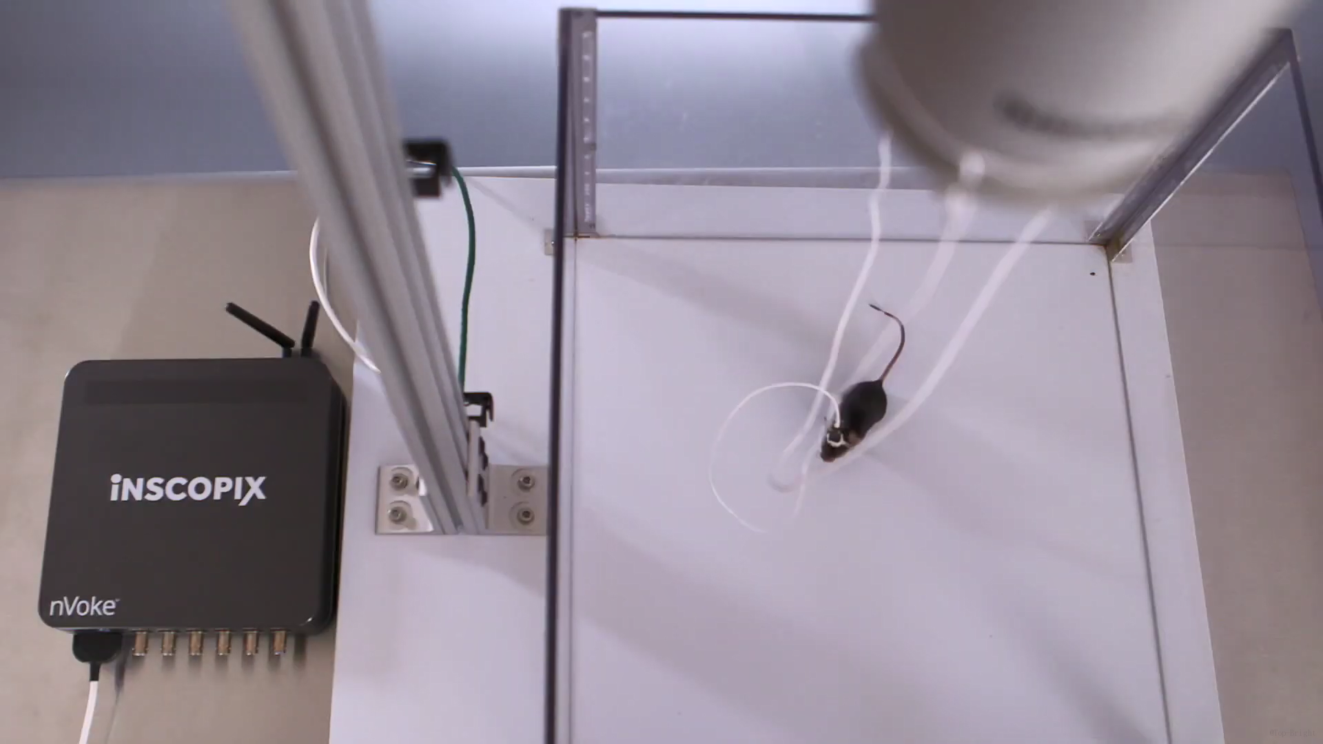 nVoke,Inscopix中国独家代理滔博生物