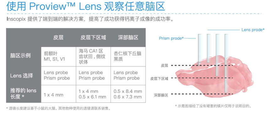 GRIN Lens-透镜-Inscopix-滔博生物