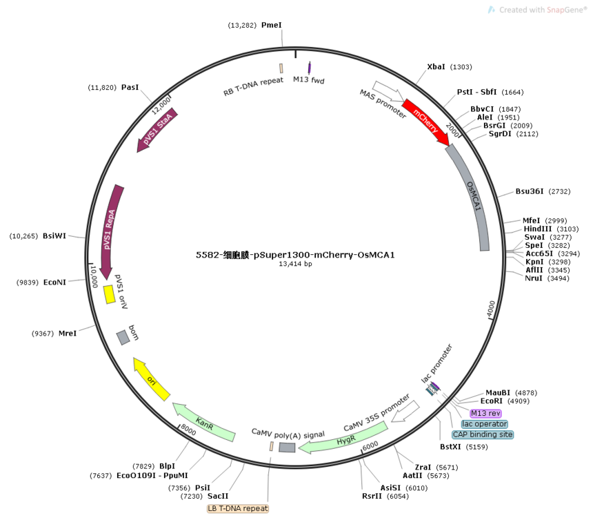 pCAMBIA1300-mCherry-OsMCA1(细胞膜)_普因特生物工程有限公司