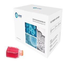 HUVEC-RFP红色荧光蛋白标记的人脐静脉内皮细胞(原代)_武汉华尔纳生物科技有限公司