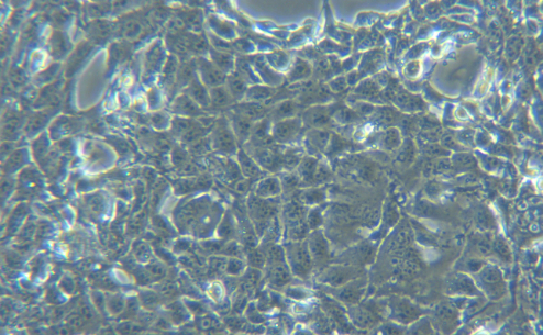 4T1-OVA-LUC过表达OVA的小鼠乳腺癌细胞_武汉华尔纳生物科技有限公司