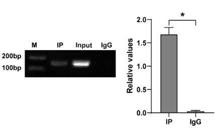 CHIP检测-湖南慧登生物科技有限公司
