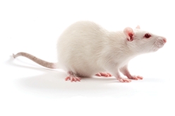 封闭群大鼠 Outbred Rats_上海杰思捷实验动物有限公司
