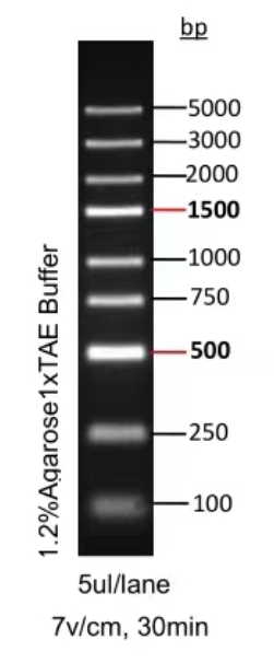 DL5000 marker_氪尔美生物试剂