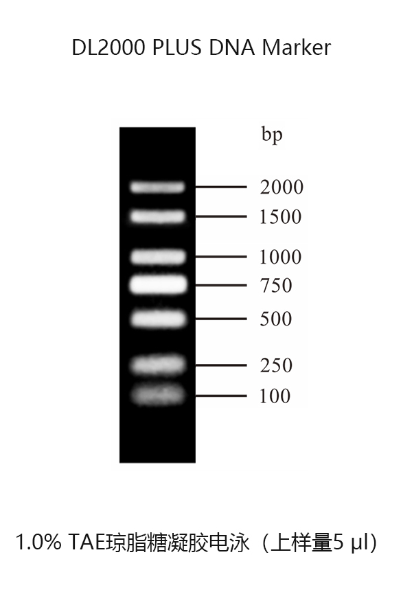 DL2000 plus DNA Marker_氪尔美生物试剂