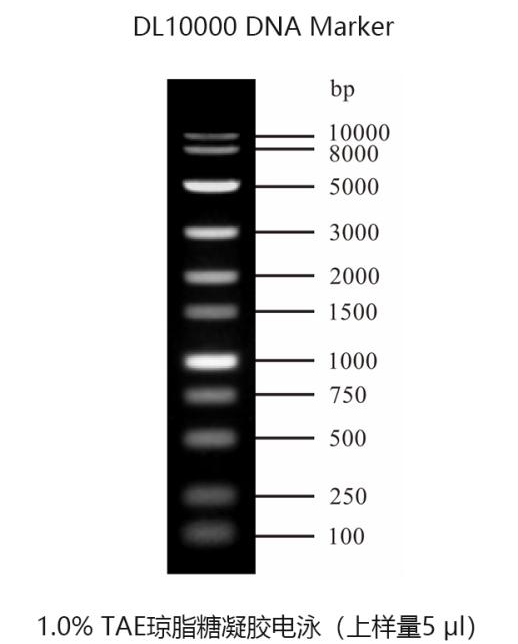 DL10000 DNA marker_氪尔美生物试剂