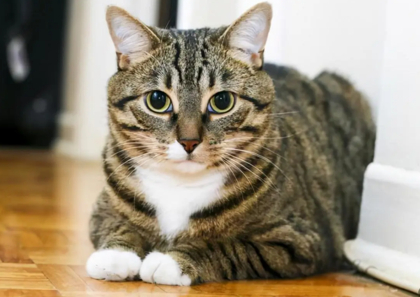 中国狸花猫品种介绍_天津遇宠记猫舍