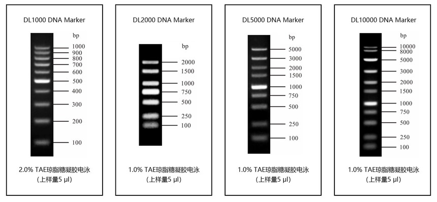 DL10000 DNA Marker_Lab TalentLab Talent ,支原体清除剂,通用增强型抗体稀释液,杰科森生物